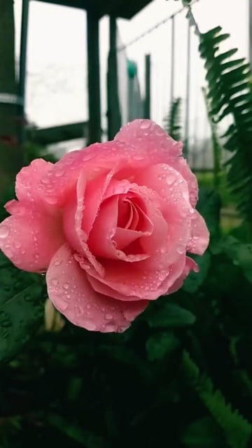 玫瑰 花 花瓣 - Free video on Pixabay