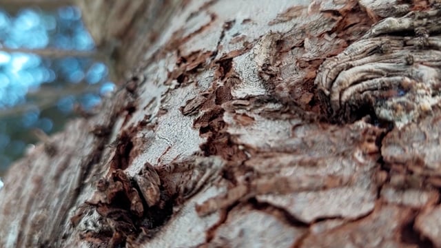 Ants, Tree, Pine. Free Stock Video - Pixabay