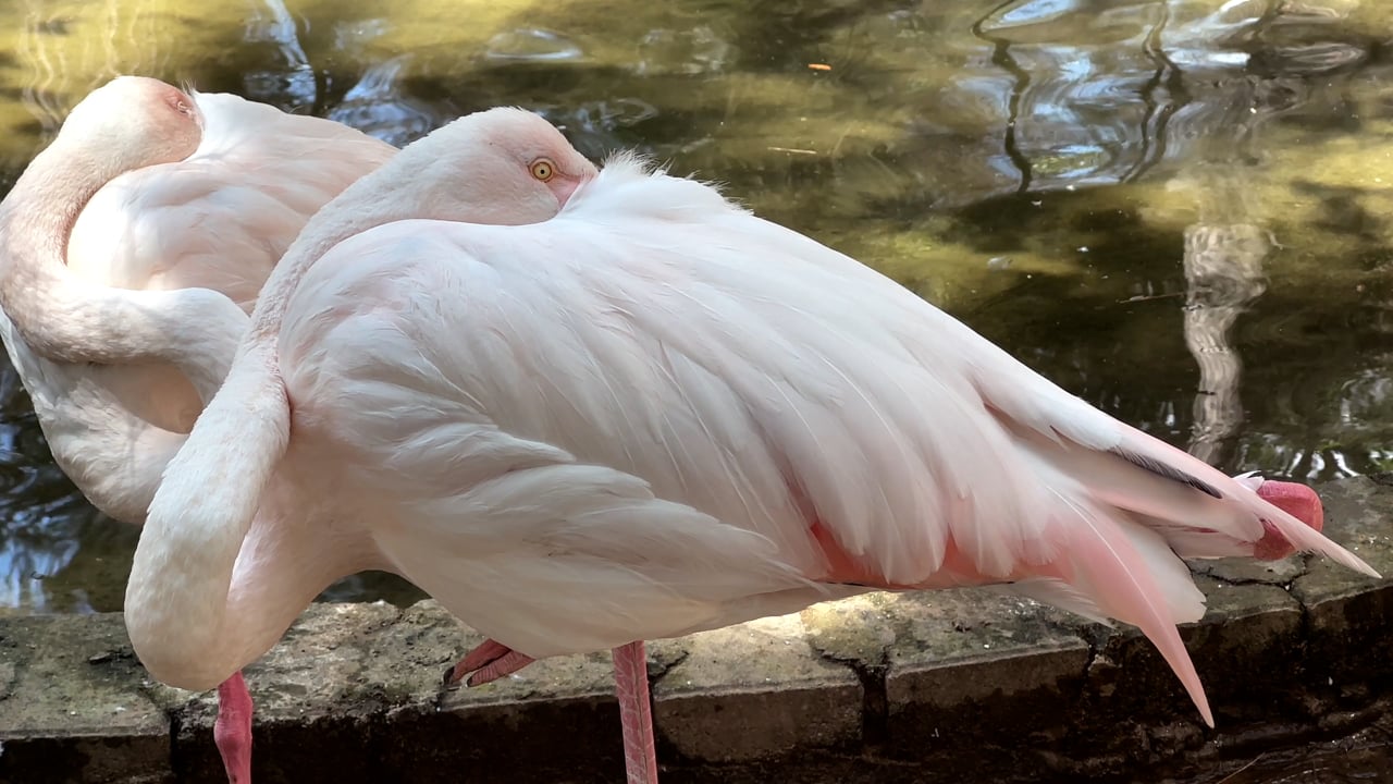Pássaros Flamingos Asas Animais - Free video on Pixabay