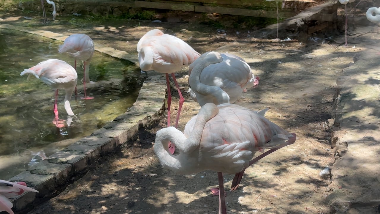 Flamingos, Birds, Beak. Free Stock Video - Pixabay
