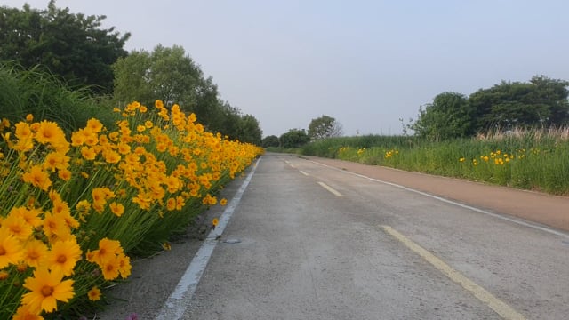 Road, Pathway, Flowers. Free Stock Video - Pixabay