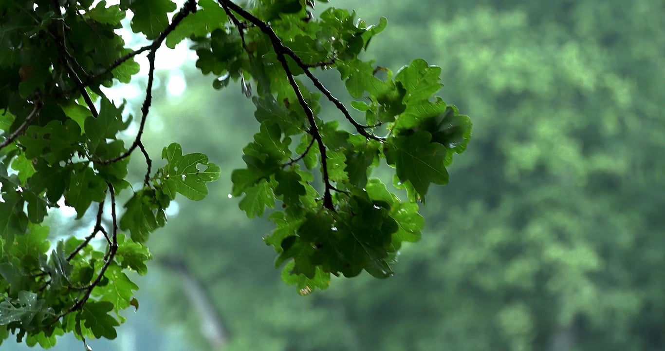 Leaves, Tree, Branch. Free Stock Video - Pixabay