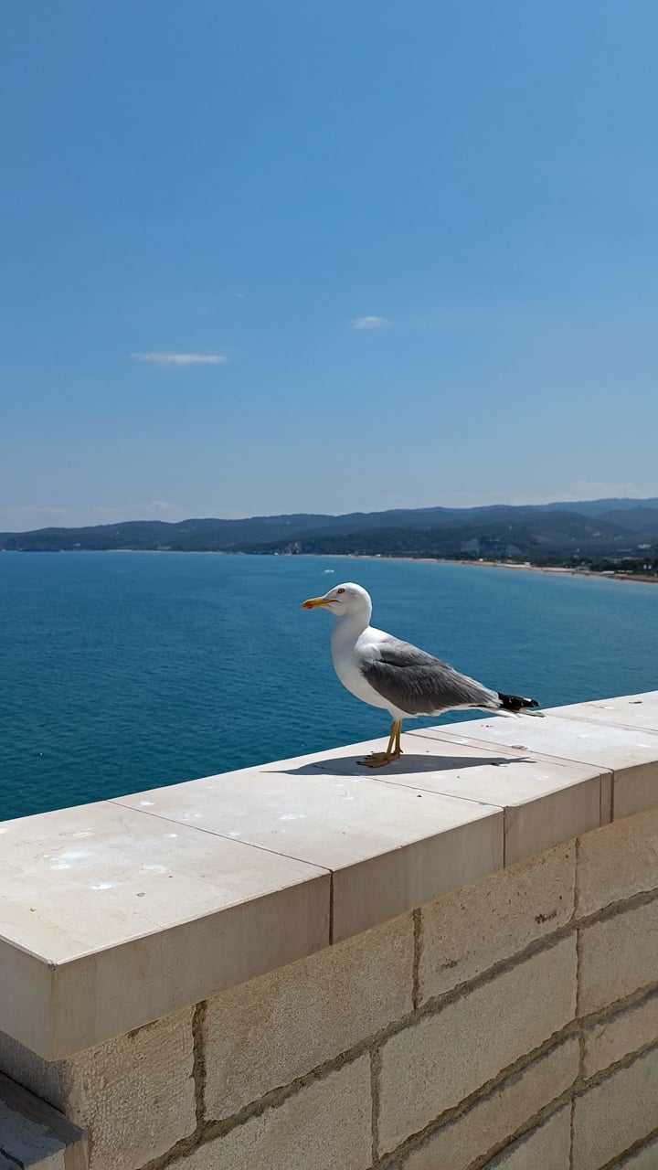 Seagull, Bird, Sea. Free Stock Video - Pixabay