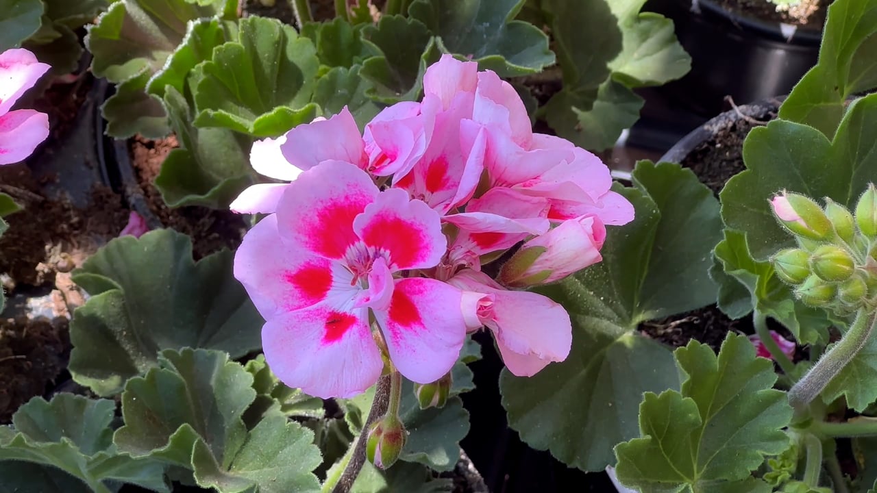 Flowers, Geranium, Nature. Free Stock Video - Pixabay