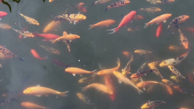 Fish, Swim, Fishing. Free Stock Video - Pixabay