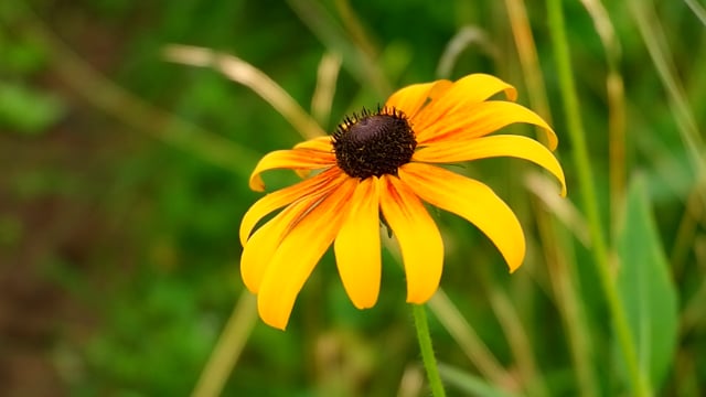 Flor Brisa Flora - Free video on Pixabay - Pixabay