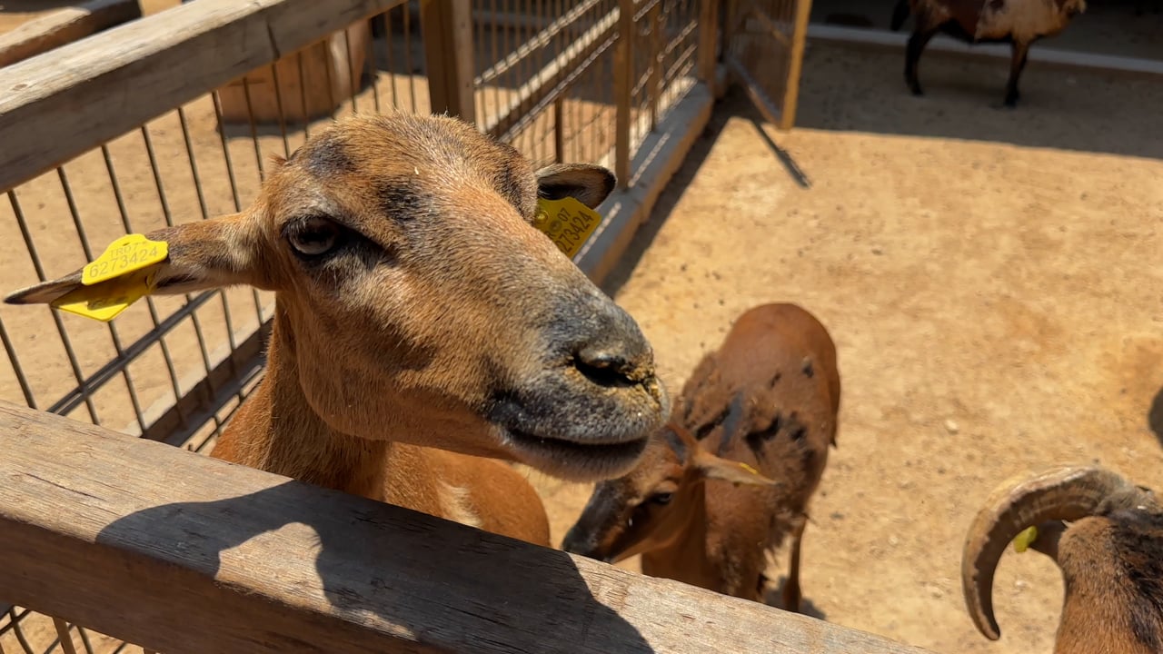 Borrego Animal De Fazenda Ovelha - Free video on Pixabay