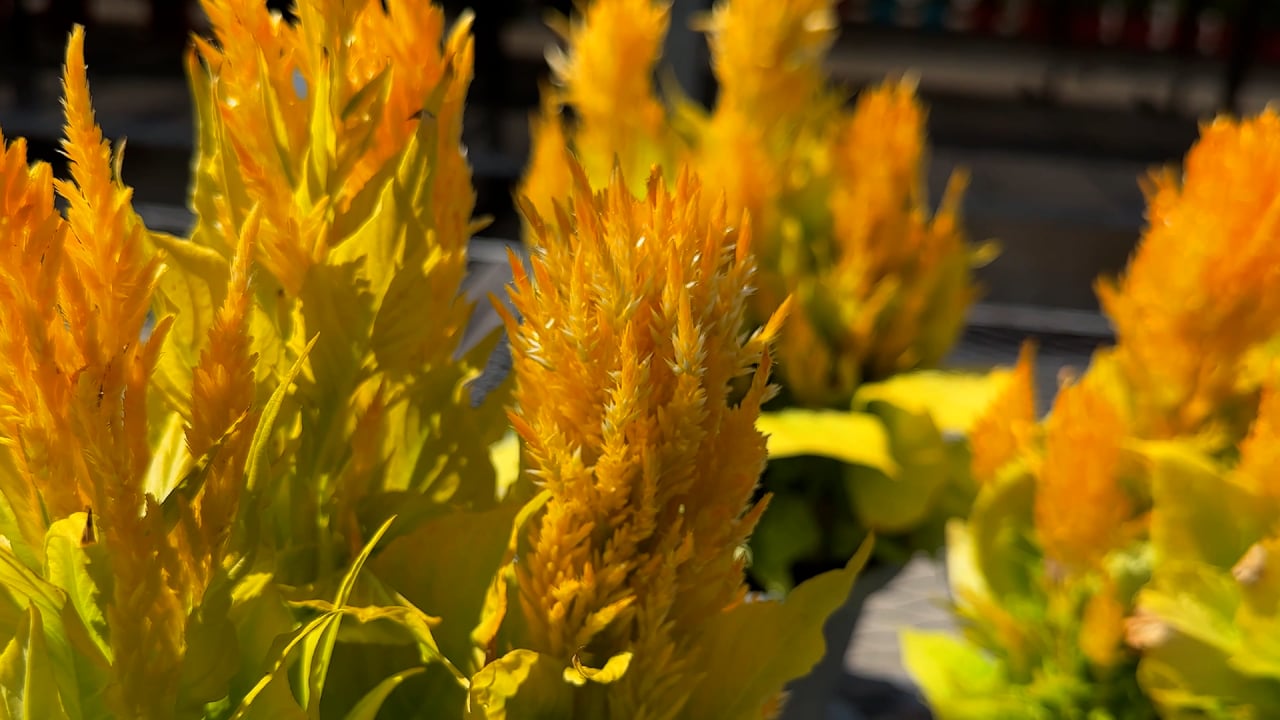 Celosias Videos: Download 2+ Free 4K & HD Stock Footage Clips - Pixabay