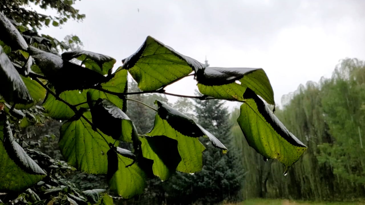 1,000+ Free Rain Stock Videos - Pixabay