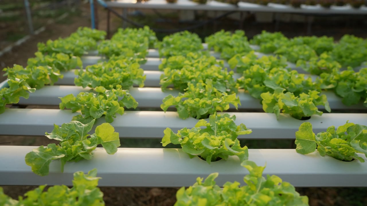 Farm Plantation Videos: Download 1,399+ Free 4K & HD Stock Footage ...