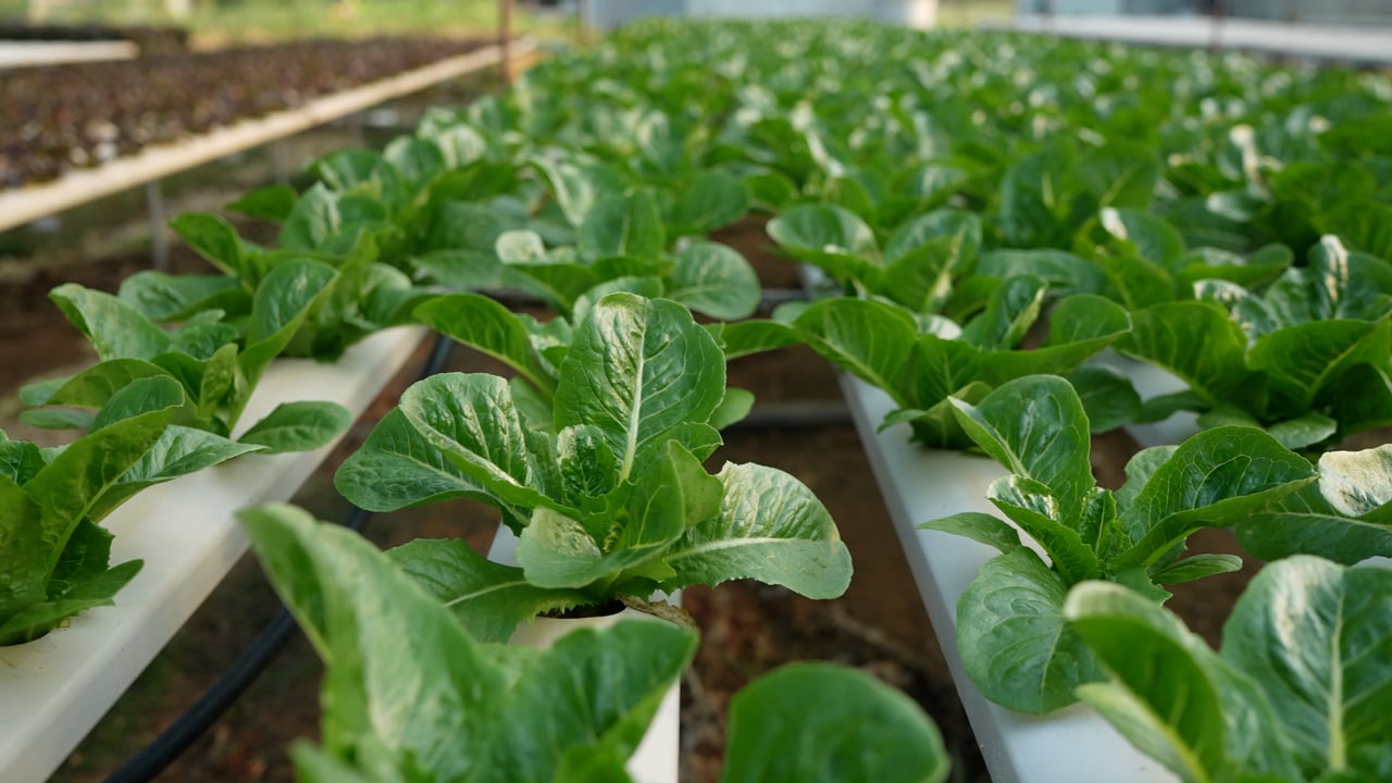 Farm Plantation Videos: Download 1,399+ Free 4K & HD Stock Footage ...