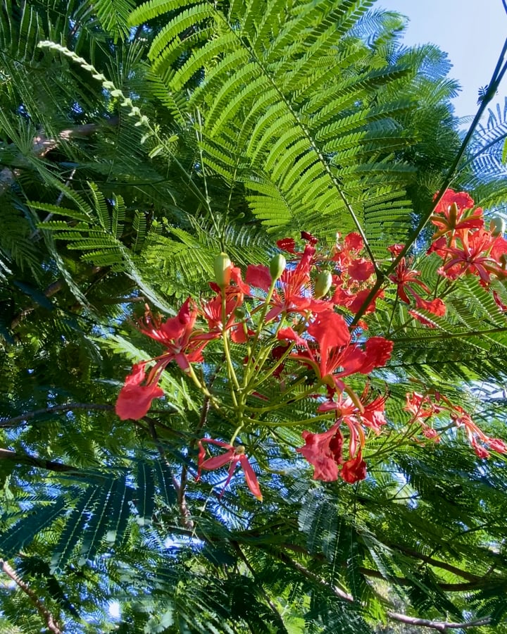 Flower, Poinciana, Flowering Tree. Free Stock Video - Pixabay
