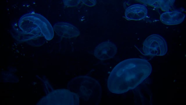 Submarine Videos: Download 48+ Free 4K & HD Stock Footage Clips - Pixabay