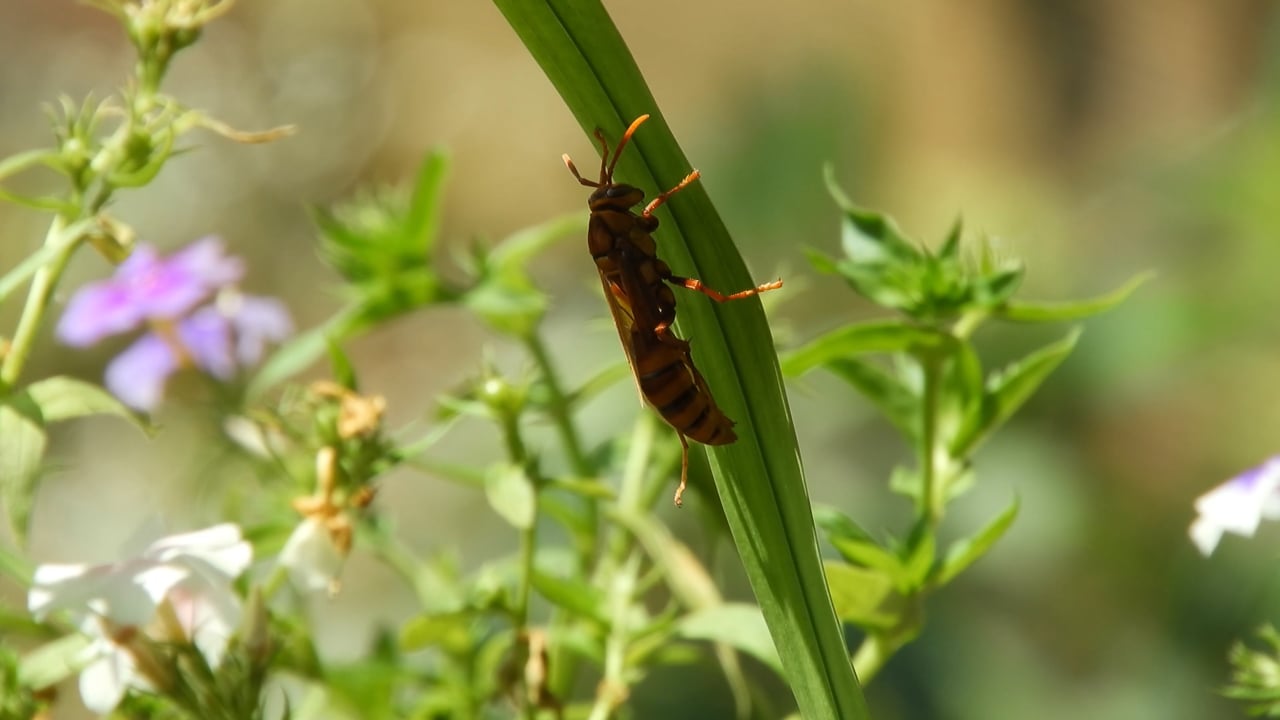 Wasp Insect Grass Free Stock Video Pixabay