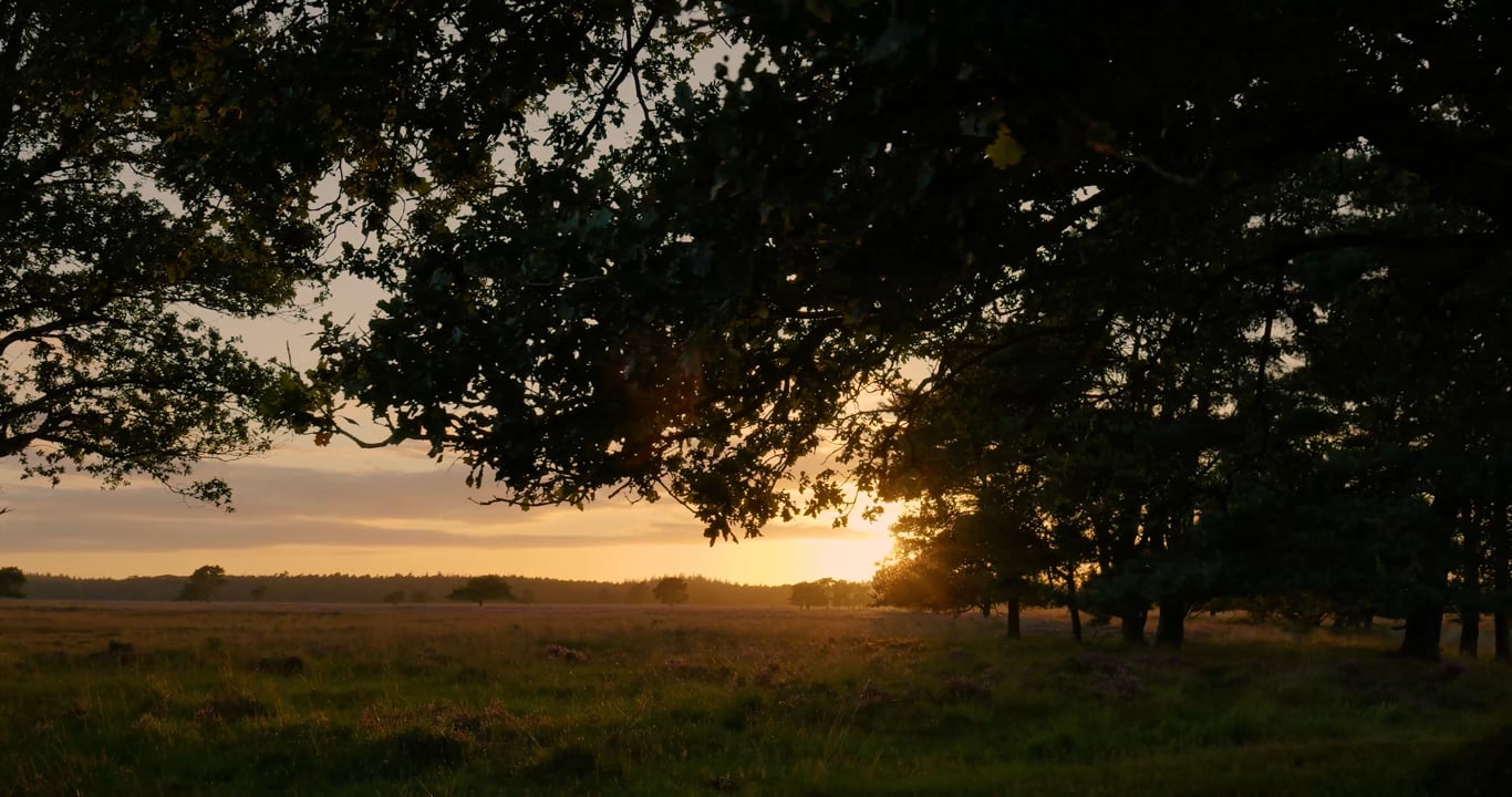 Calm Forest Videos: Download 11,848+ Free 4K & HD Stock Footage Clips ...