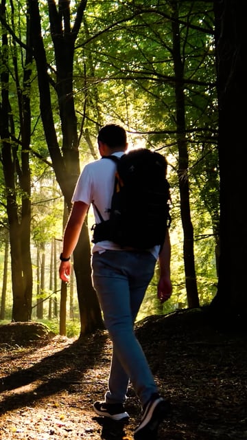 Forest Walking Videos: Download 12,114+ Free 4K & HD Stock Footage ...
