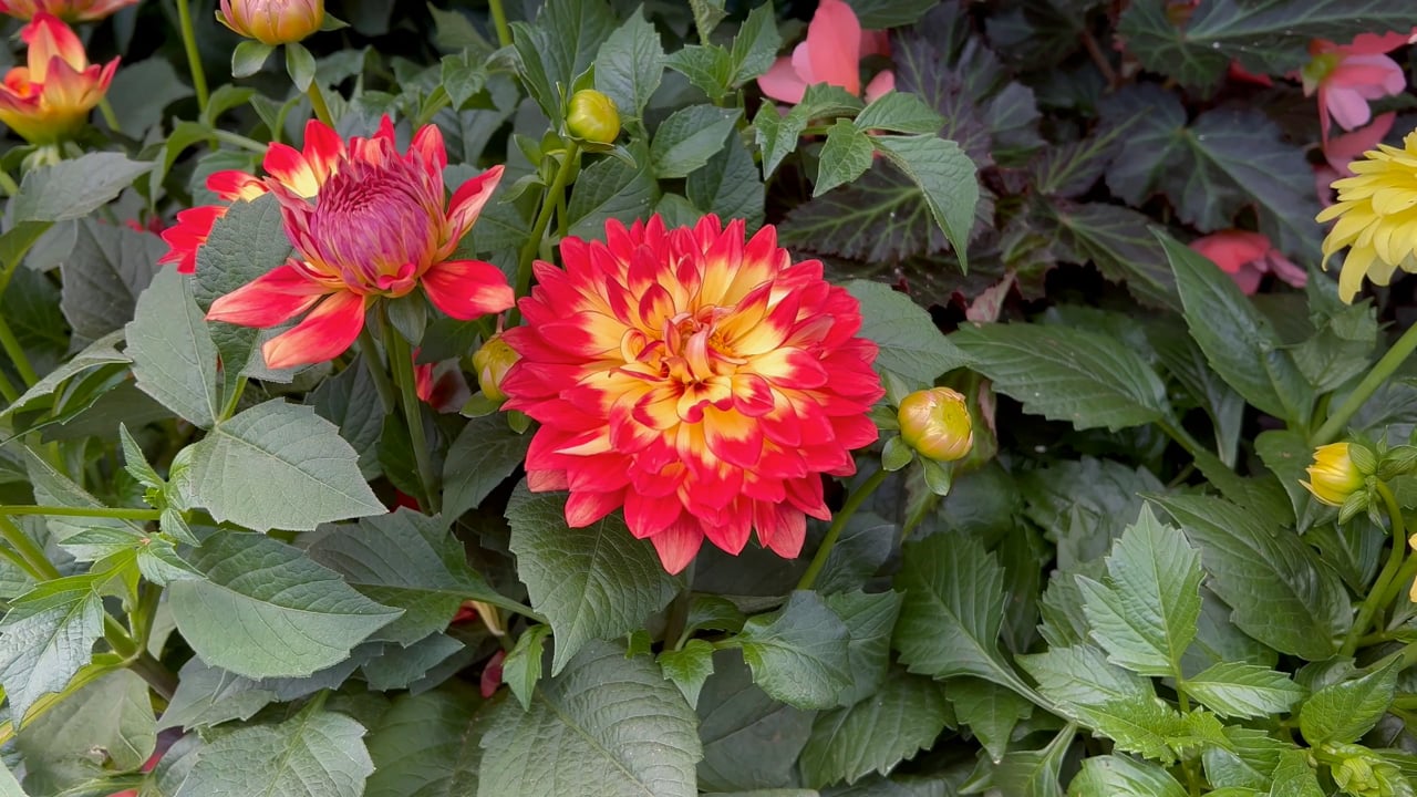 Lehmann Dahlias Videos: Download 20+ Free 4K & HD Stock Footage Clips ...