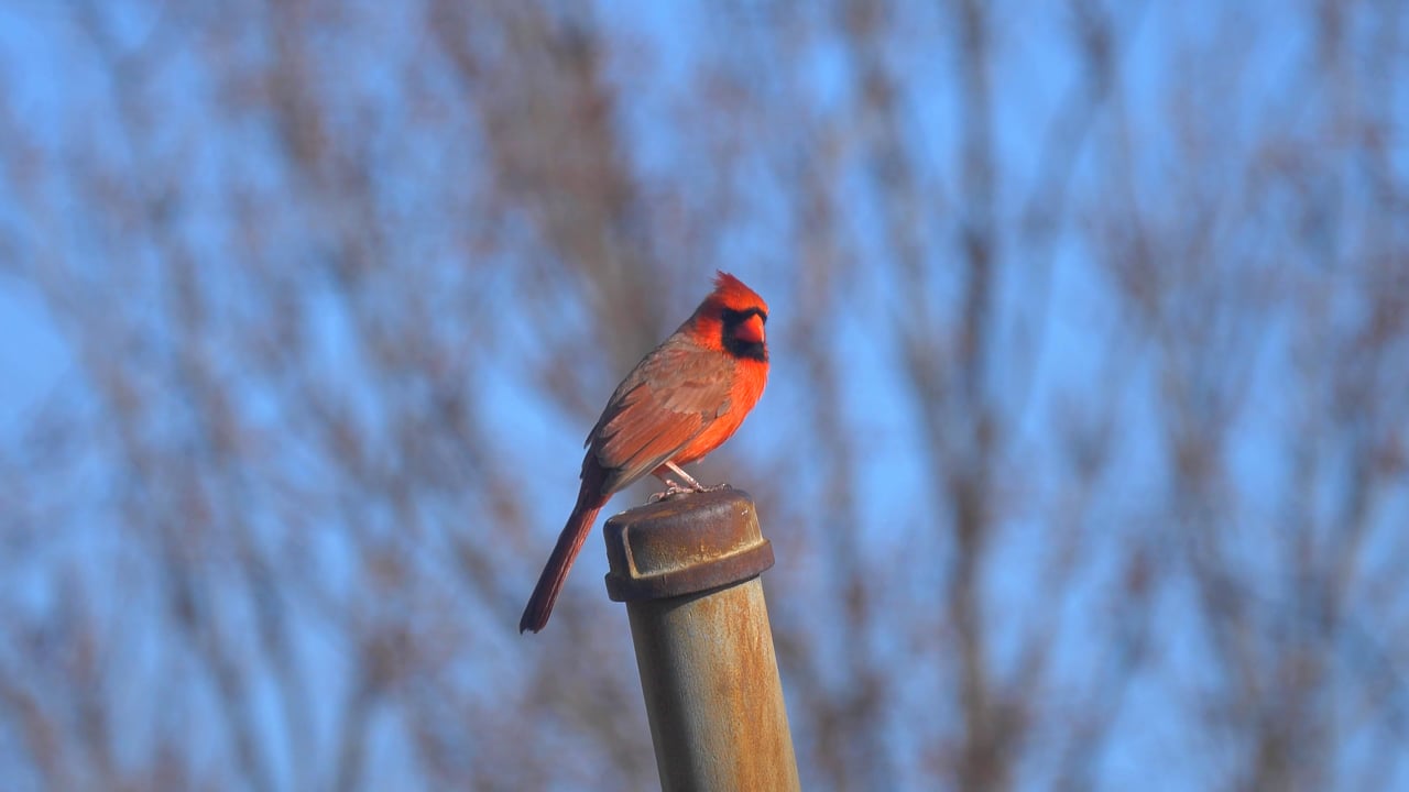 Cardinal, Bird, Colorful. Free Stock Video - Pixabay
