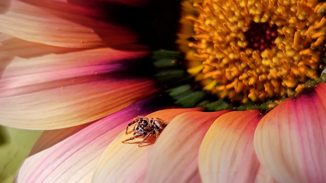 Spider, Flower, Insect. Free Stock Video - Pixabay