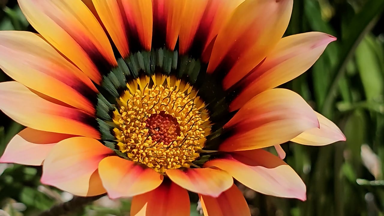 Flower, Gazania, Petals. Free Stock Video - Pixabay