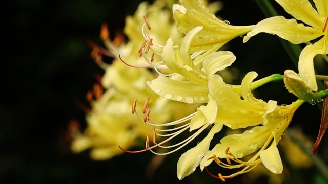 Flowers, Wind, Heavy Rain. Free Stock Video - Pixabay