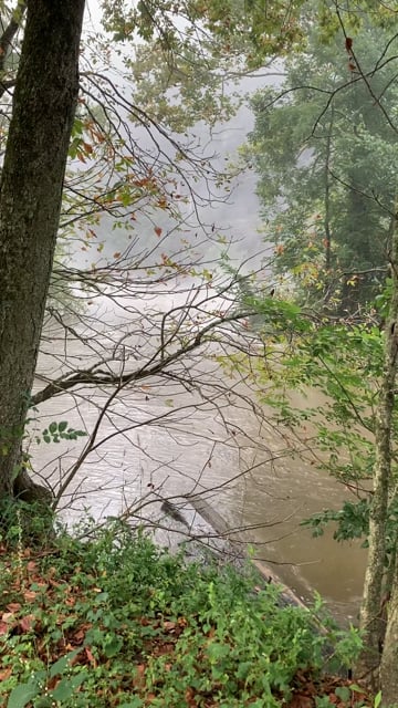 River, Fog, Water. Free Stock Video - Pixabay