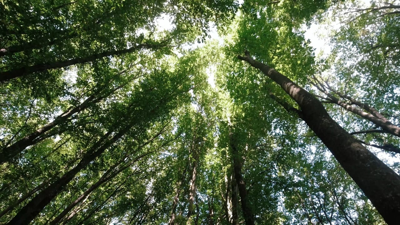 Trees, Branches, Leaves. Free Stock Video - Pixabay