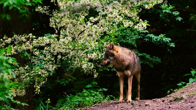 Wolf, Lone, Animal. Free Stock Video - Pixabay
