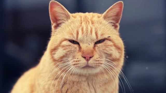 Cute Cat Face Videos: Download 2,486+ Free 4K & HD Stock Footage Clips ...