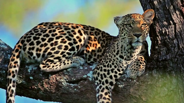 Jaguar, Feline, Mammal. Free Stock Video - Pixabay