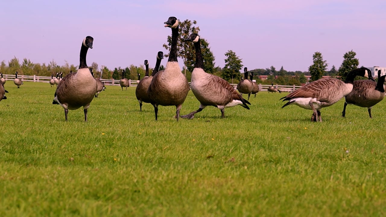 4,000+ Free Animals & Animal Videos, HD & 4K Clips - Pixabay