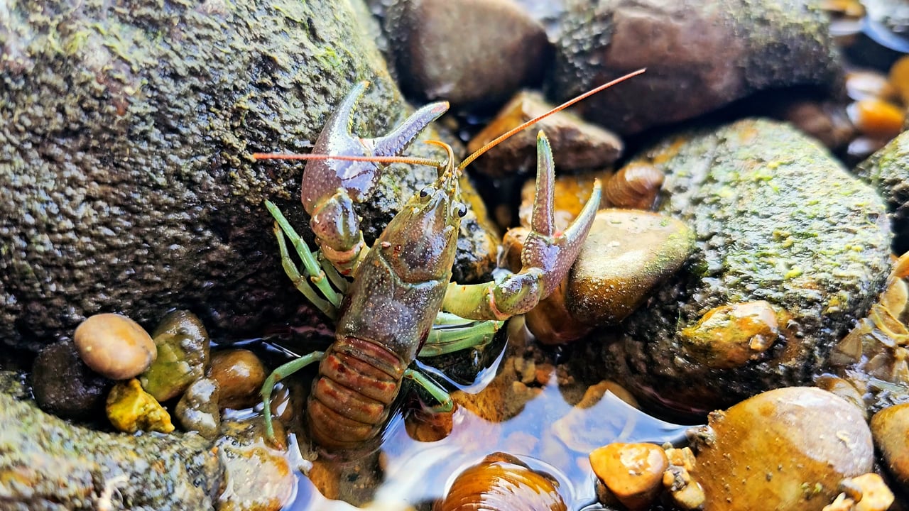Crawfish, Crayfish, Lobster. Free Stock Video - Pixabay