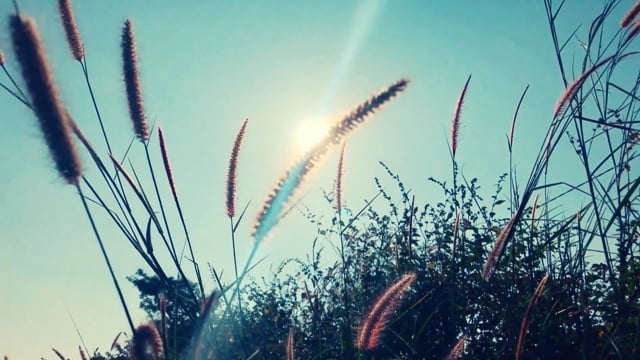 Grass, Sun, Sunshine. Free Stock Video - Pixabay