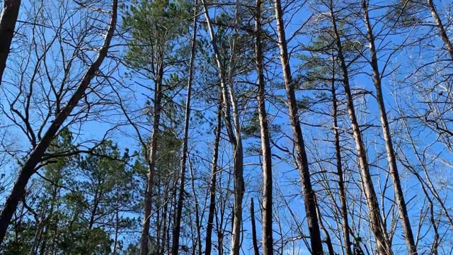 Trees Wind Sky Free Stock Video Pixabay