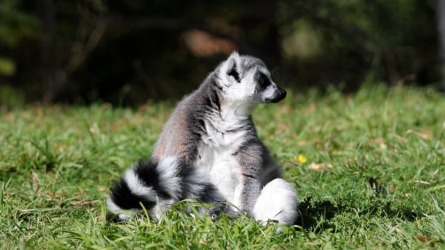 Maki Primate Madagascar - Free video on Pixabay - Pixabay
