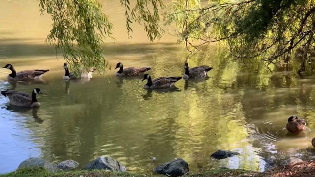 Geese, Ducks, Pond. Free Stock Video - Pixabay