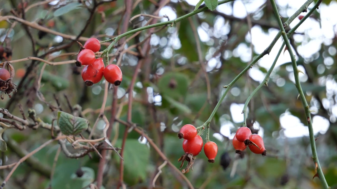 Rose Hip, Fall, To Harvest. Free Stock Video - Pixabay