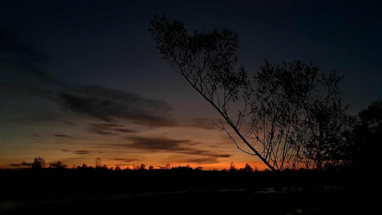 Sky, Lonely, Tree. Free Stock Video - Pixabay