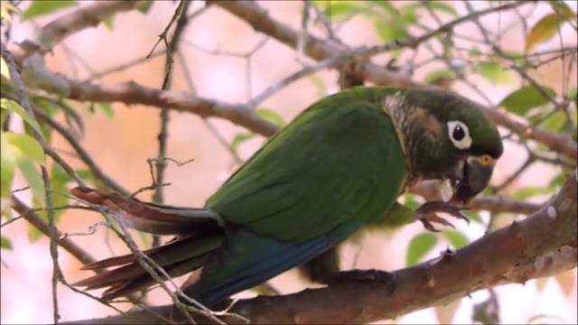 Parakeet, Maritaca, Parrot. Free Stock Video - Pixabay