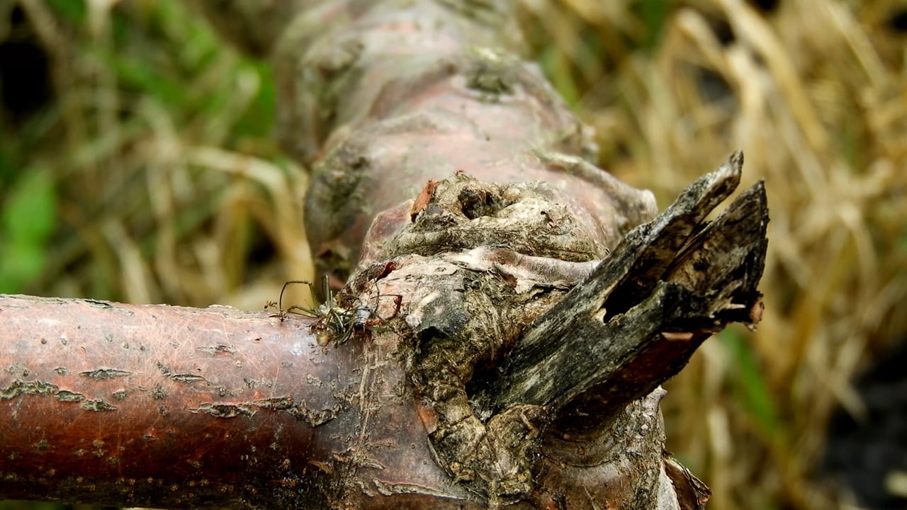 Ants, Insects, Spider. Free Stock Video - Pixabay