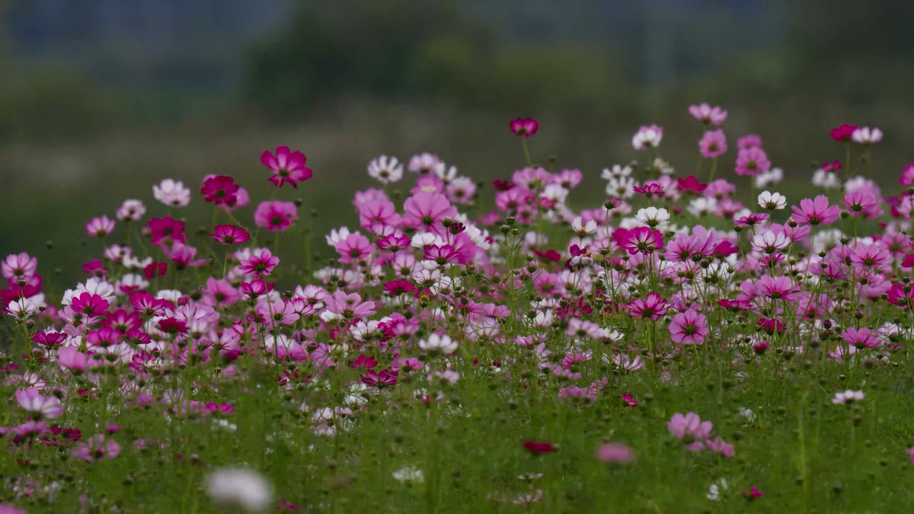 Bunga-Bunga Kosmos Lapangan Padang - Free video on Pixabay