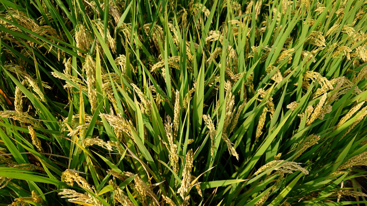 Rice, Field, Agriculture. Free Stock Video - Pixabay