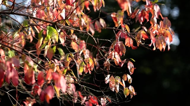 Leaves Tree Wind Free Stock Video Pixabay