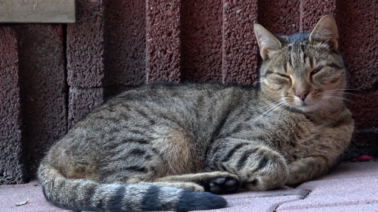 Animal, Cat, Sleeping Cat. Free Stock Video - Pixabay