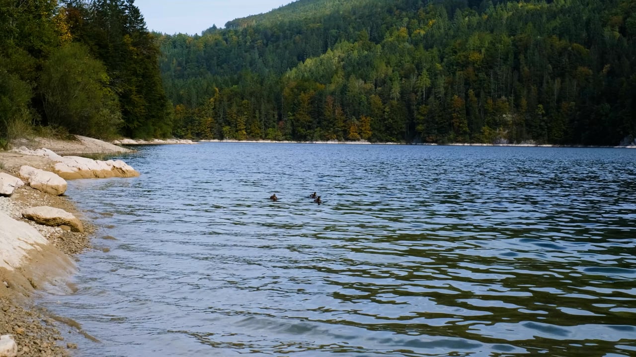 Lake, Water, Ducks. Free Stock Video - Pixabay