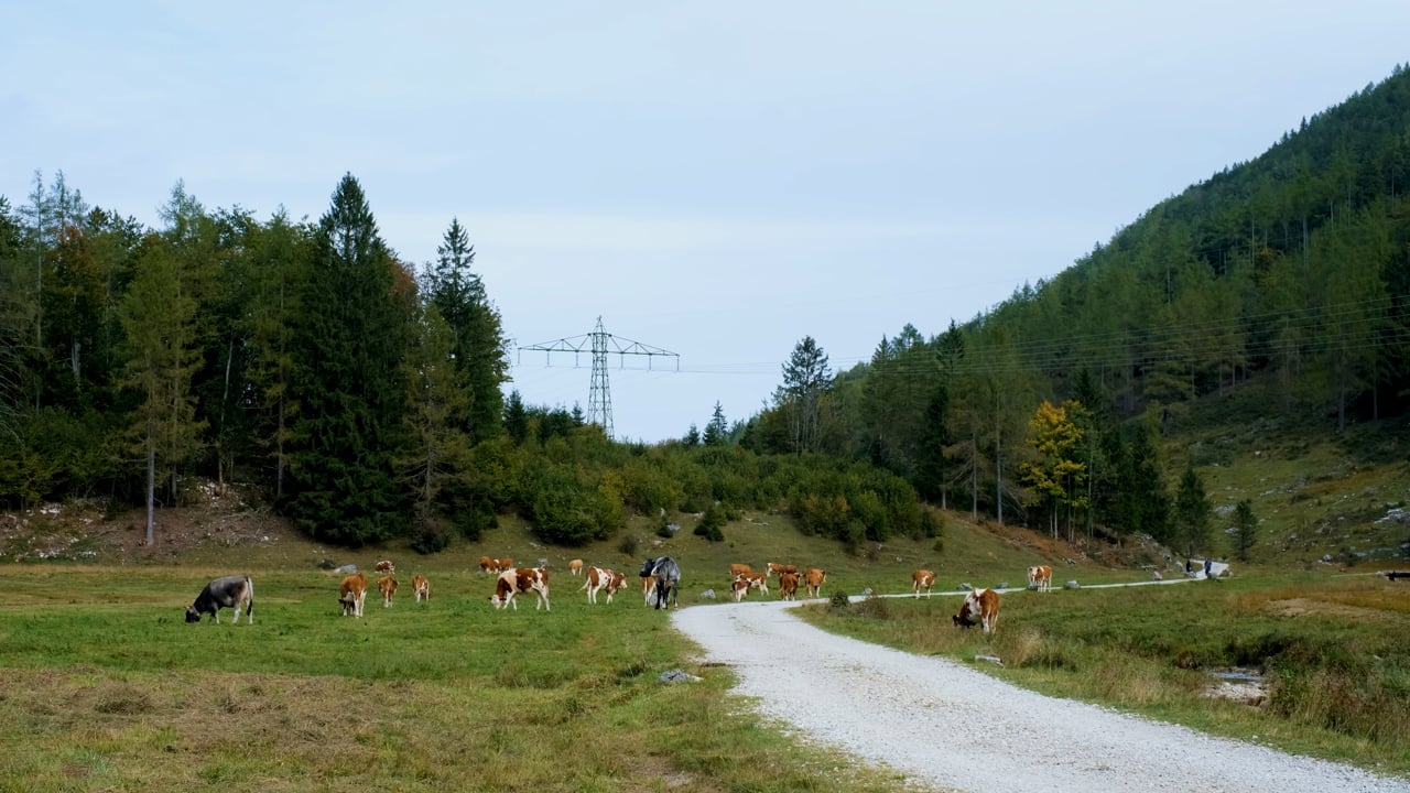 Cows, Trees, Pasture. Free Stock Video - Pixabay