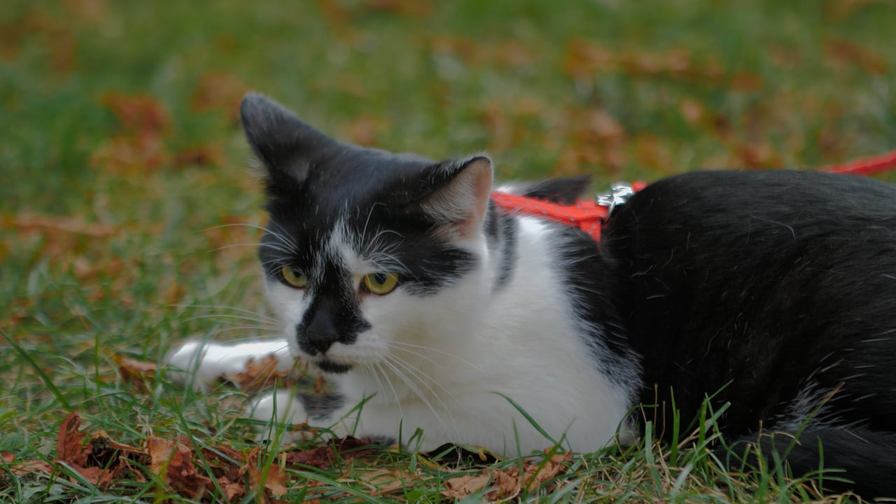 Cat, Kitty, Pet. Free Stock Video - Pixabay