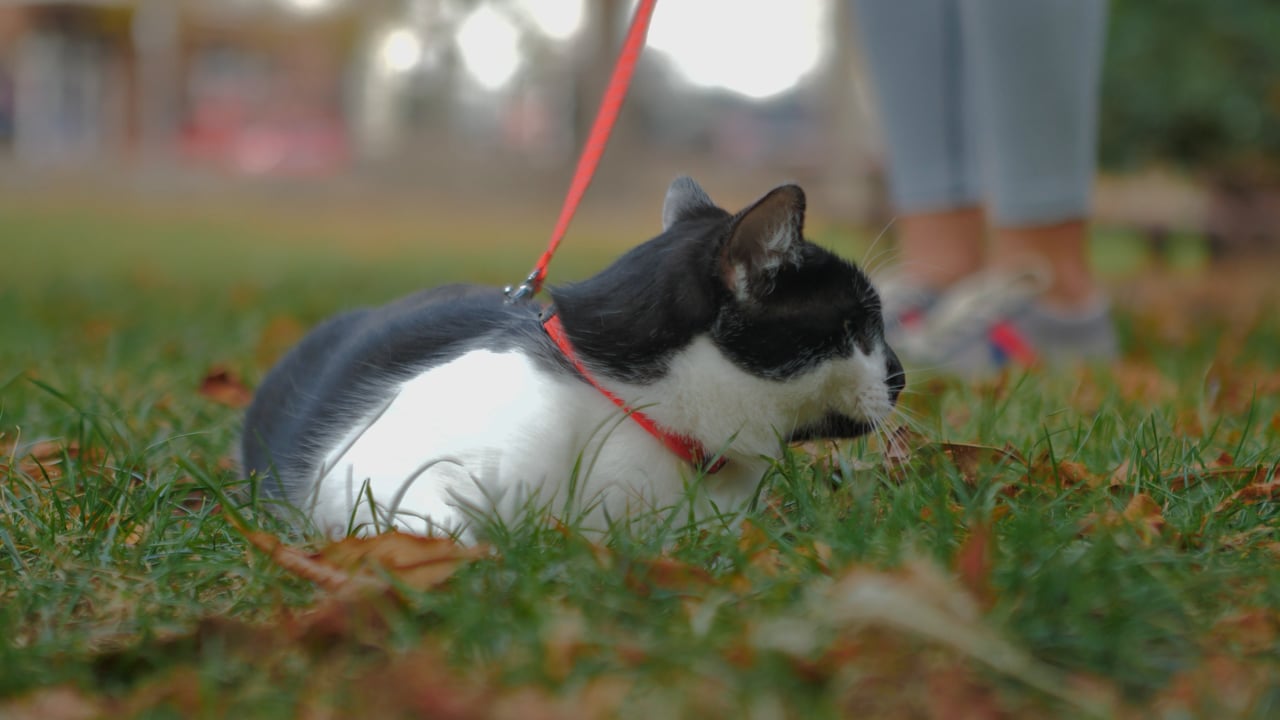 Cat, Kitty, Pet. Free Stock Video - Pixabay