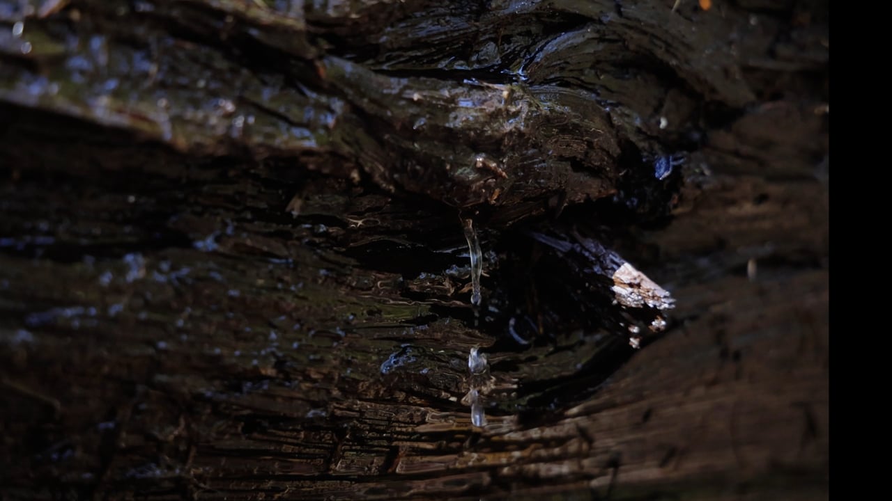4K-Nature Videos: Download 36,377+ Free 4K & HD Stock Footage Clips - Pixabay