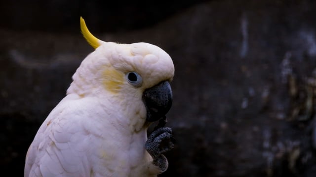 Black-Cockatoo Videos: Download 4,212+ Free 4K & HD Stock Footage Clips ...